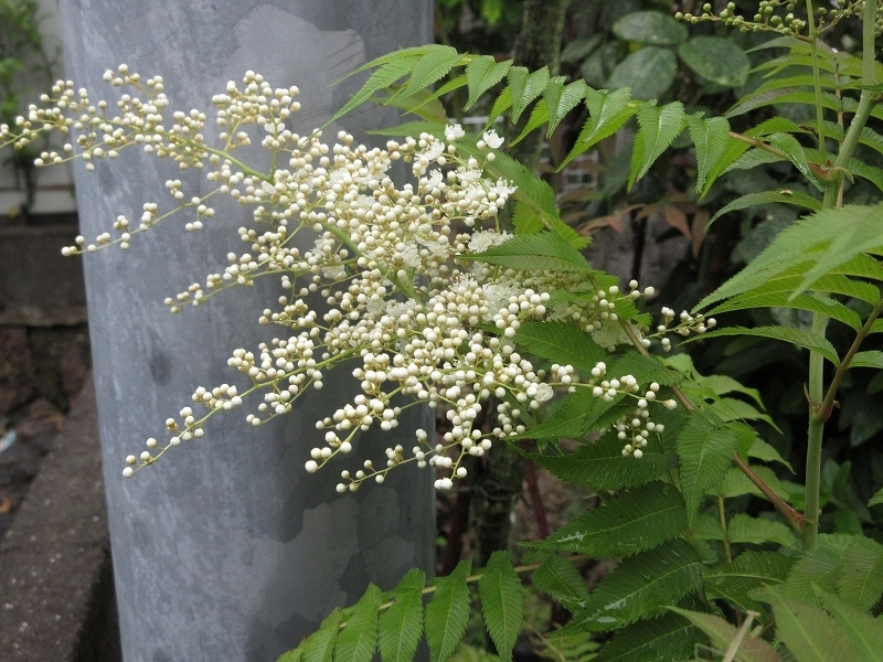 芒種も過ぎました。: 今日も元気で!!